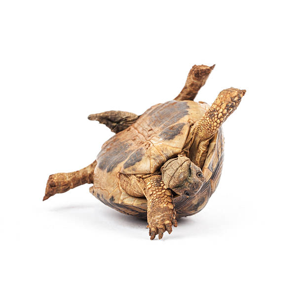 The Story of The Cumbersome Turtle – The Poet's House